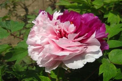 紫斑牡丹 花百科