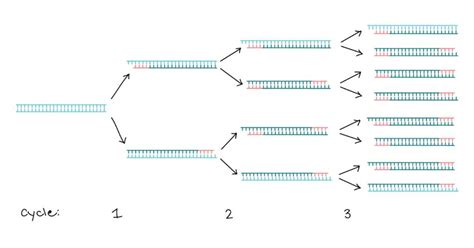 Multiplex PCR And Infectious Disease Diagnosis QuantuMDx