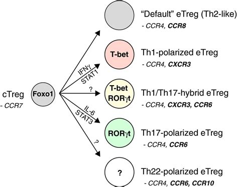 Diversification Of Effector Treg Etreg Differentiation While The Download Scientific Diagram