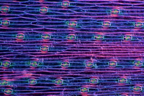 the image presents stomata in hyacinth … license image 13925259