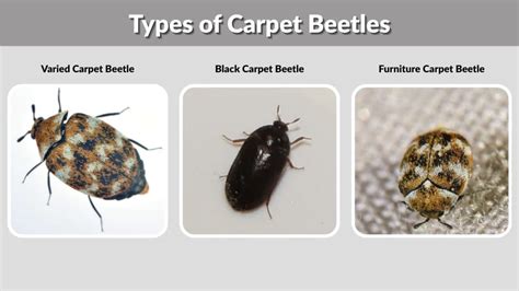 Carpet Beetles Identification Damage And How To Get Rid Of Them For Good