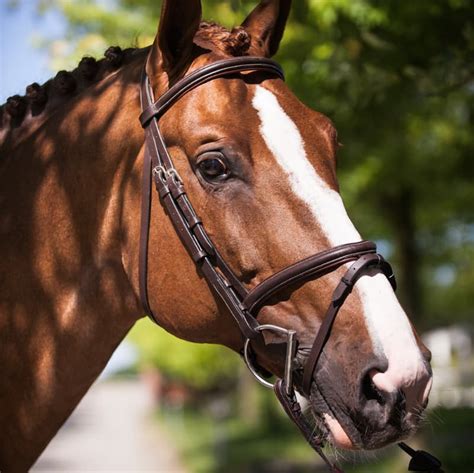 Classic Czech Equestrian Team
