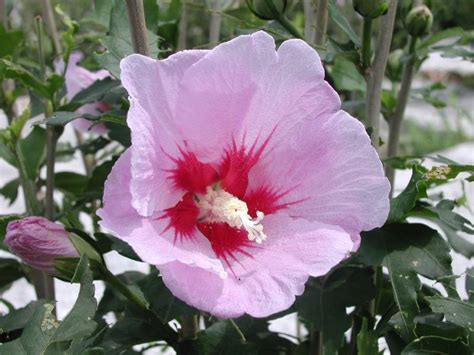 [플가] 무궁화 홍단심 Hibiscus Syriacus Hongtanshim