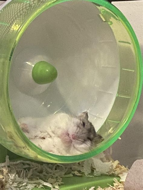 Hamster Server Shut Down Album On Imgur