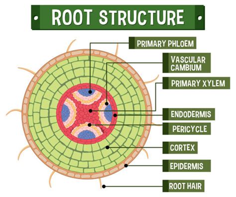 2d Labelled Diagram Root Hair Cell