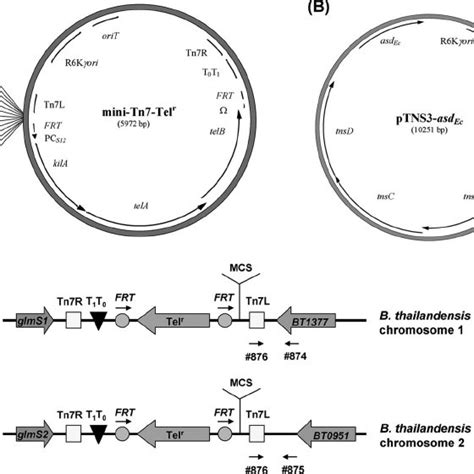 Plasmid Map Of Mariner Transposon Vector Pbt20 ⌬ Bla Tel R Frt Based