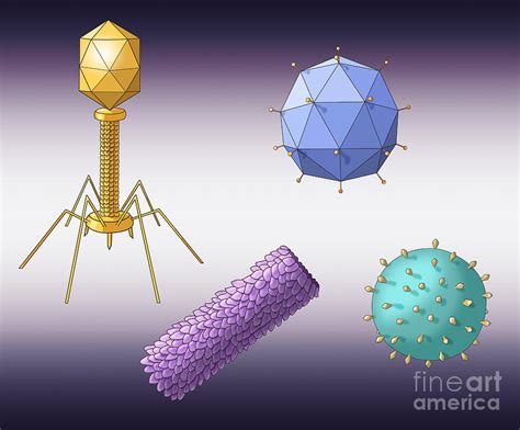 Shapes Of Viruses