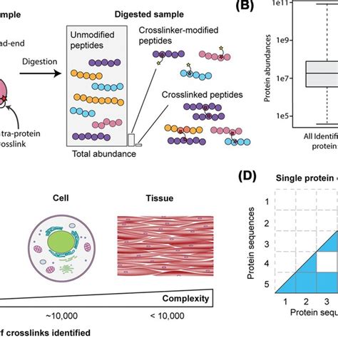 Pdf Cross Linking Mass Spectrometry For Mapping Protein Complex Topologies In Situ