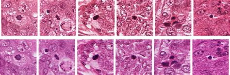 Figure 3 33 From Automated Mitosis Detection In Color And Multi Spectral High Content Images In