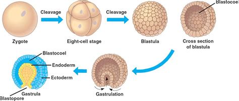 Blastula Stage