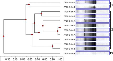 Upgma Analysis Constructed From Similarity Matching Data Dice Sorenson