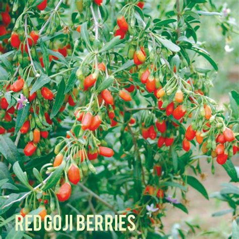 Goji Berry Seed Pack 100 Seeds Shopee Philippines
