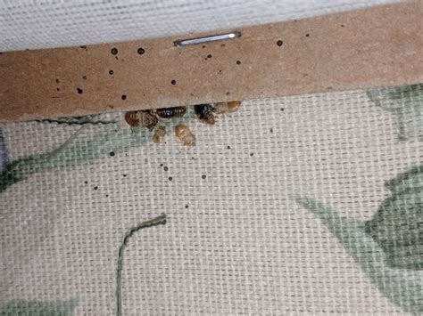How To Get Bedbugs Out Of Box Springs At Jennifer Desrochers Blog