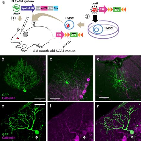 Gfp Expression In Pcs And Putative Interneurons After Grafting Hfmscs
