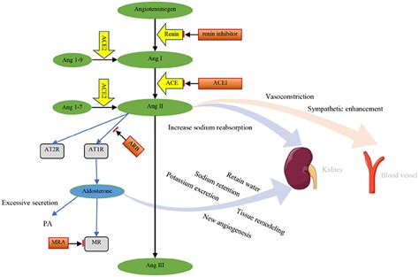 Frontiers The Interplay Between The Renin Angiotensin Aldosterone