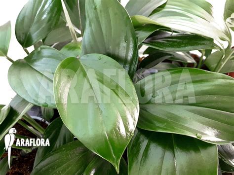 Philodendron Kylin Tail