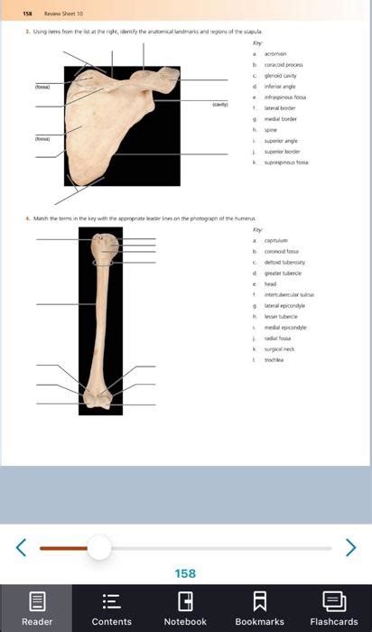 Solved Review Sheet Exercise The Appendicular Skeleton Name