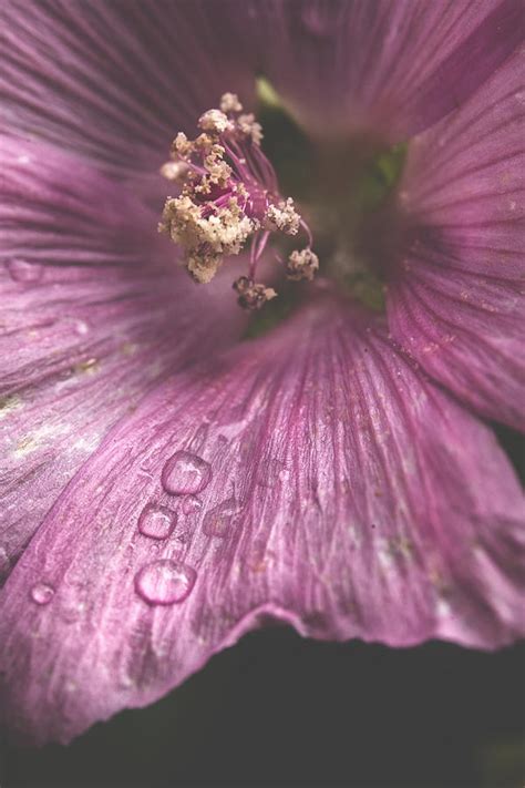 Wet Flower Photograph By Sarah Violette Fine Art America
