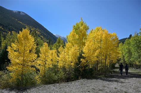 Photos Fall Colors Shine On Guanella Pass In Colorado