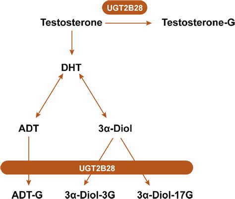 The Ugt2b28 Sex Steroid Inactivation Pathway Is A Regulator Of