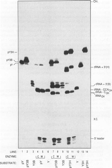 Trna 3 Cleavage By Wheat Embryo Nuclease Three 5 Extended Yeast Download Scientific Diagram