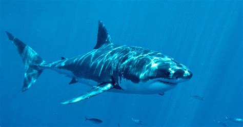 Shark Behavior Explained On ‘shark Watch Today