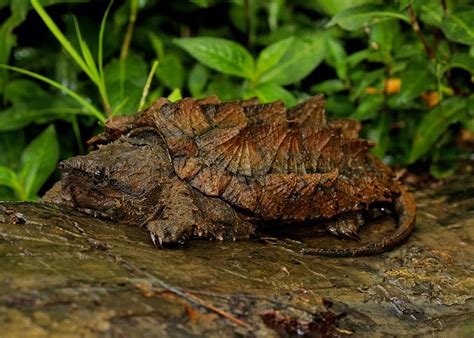 Definitive Guide To Alligator Snapping Turtle Facts Habitat