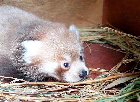 Cute Red Panda Sleeping