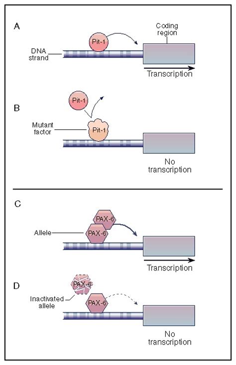 Transcription Factors