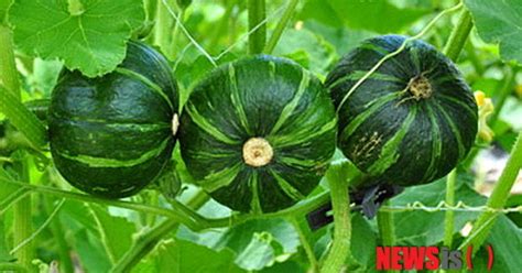 홍천군 단호박 명품화 재배기술 교육