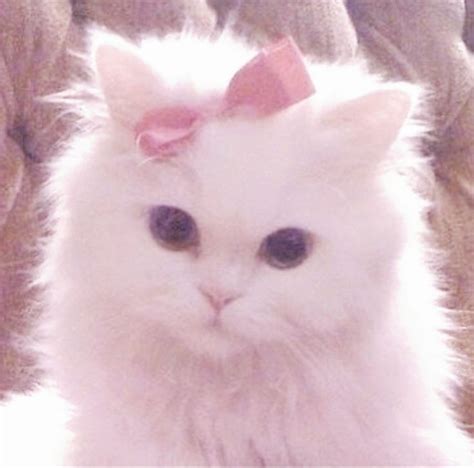 My Profile Picture Icon Cat Profile Picture Icon Profile Picture