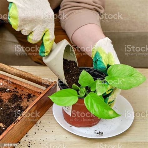 가정 정원에서 일하는 여자 Scindapsus 네온 식물 냄비에 꽃을 이식하고 거실에서 토양을 교체 Diy 취미 35 39세에 대한 스톡 사진 및 기타 이미지 Istock