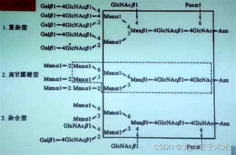 2生物化学与分子生物学——糖类 六元环糖的编号 Csdn博客