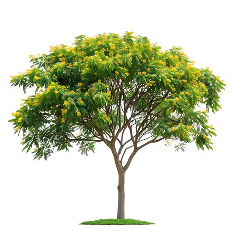 Caesalpinia Ferrea Tree Isolated On Clear Background PNG
