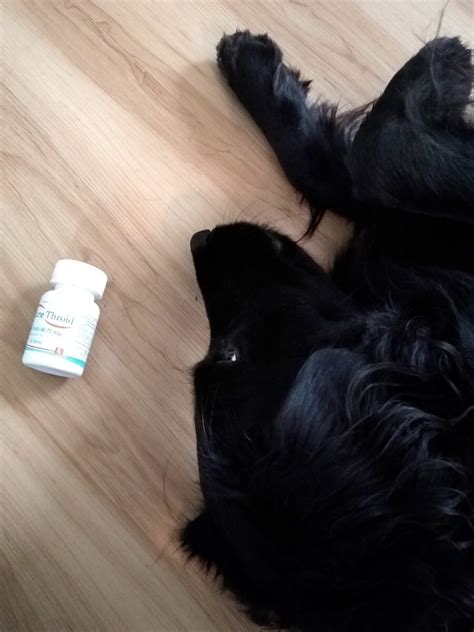 Can Dogs Take Human Thyroid Medicine