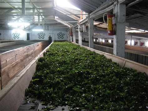 Ферментация чая, что это такое?