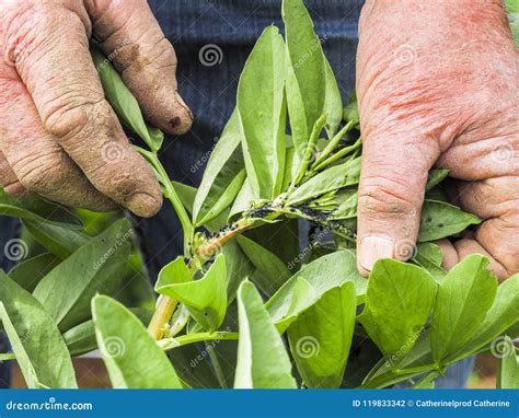 Senior Gardener Shows A Lot Of Aphids Of Different Age And Sex Eat The Plant Pests Of Gardens