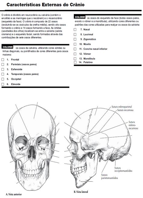 Atividade Ossos Crânio E Face Anatomia Humana I