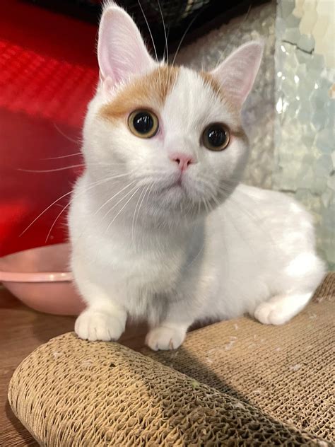 먼치킨 콩이 고양이책임분양 ♥ 아이조아 유기방지입양 파양 강아지보호소 고양이보호소 무료분양센터