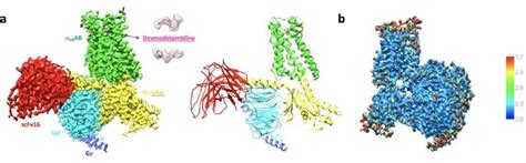 清华大学王宏伟课题组分别与brian Kobilka课题组、安进公司合作在g蛋白偶联受体的结构分析与工作机制研究中取得突破成果 北京生物结构前沿研究中心