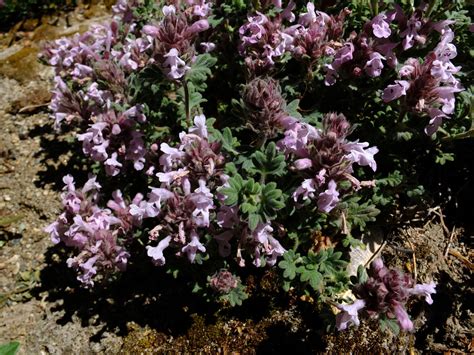 Dracocephalum Botryoides Lamiaceae