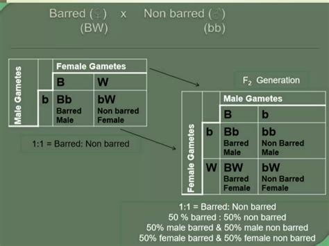 Sex Linked Sex Influenced Sex Limited Traits In Poultry PPTX