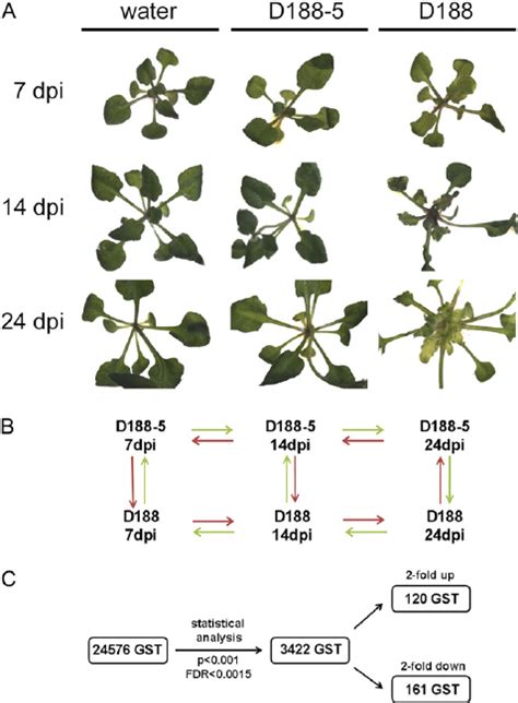 Sampling Setup And Analysis Of Microarray Hybridizations Of Download Scientific Diagram