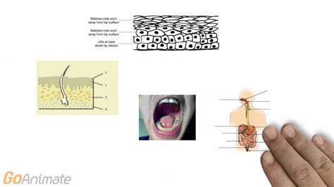 Epithelial Tissue Practice Anatomy