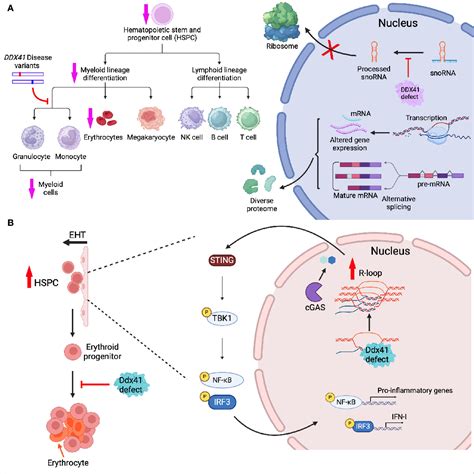 Figure 3 From Multifunctional Role Of Dead Box Helicase 41 In Innate Immunity Hematopoiesis And