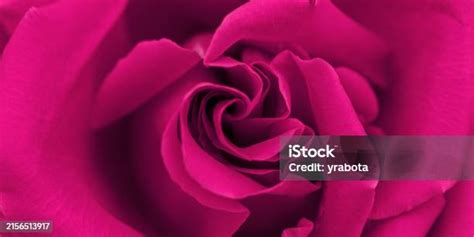 빨간 마젠타 장미 꽃 배너 꽃이 만발한 미적 자연 가 까이 서 패턴 식물 디자인 배경 꽃 무늬 평면도 사진 피는 장미의 매크로 꽃잎 풍경 아름다움 자연 벽지 개화기에 대한