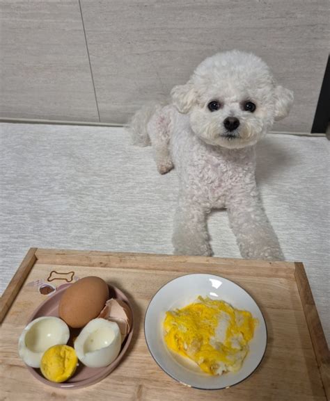 강아지 삶은계란 노른자 흰자 모두 먹어도 될까 댕댕이 날달걀 섭취는 F 급여량 계란후라이 계란껍질 네이버 블로그