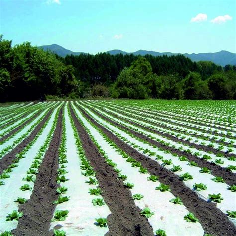 50 Micron Hdpe Agriculture Mulching Sheet 600 M At ₹ 155 Roll In