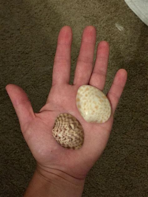 50pc Calico Clam Seashells Etsy