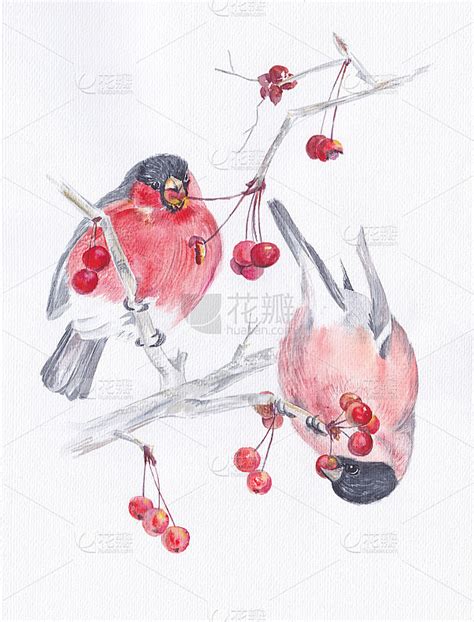 两只红腹灰雀在树枝上翻滚，吃着一簇簇红色的花楸浆果。冬鸟啄食浆果。红色的冬天毛茸茸的鸟，水彩画。 雄